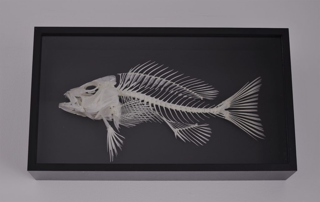 Skeleton Lane Snapper - Bespoke Taxidermy