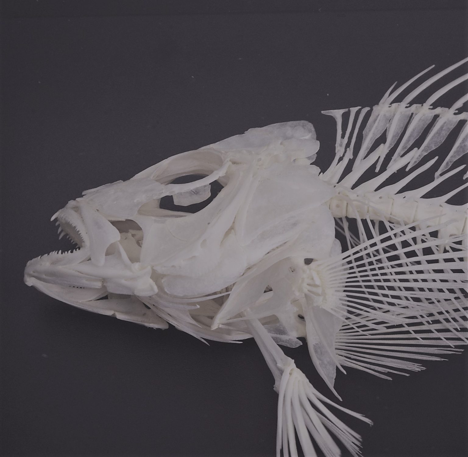 Skeleton Lane Snapper - Bespoke Taxidermy