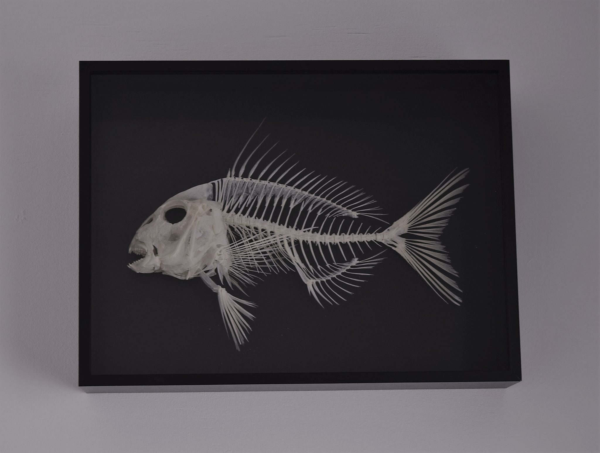 Lane snapper skeleton Bespoke Taxidermy