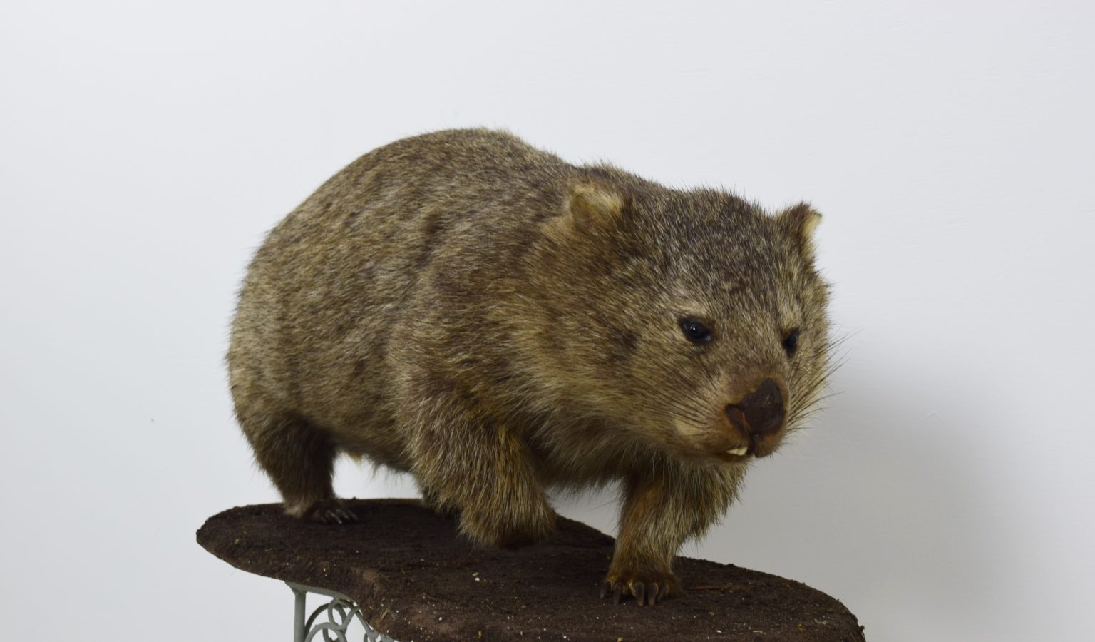 Taxidermy Common Wombat - Bespoke Taxidermy