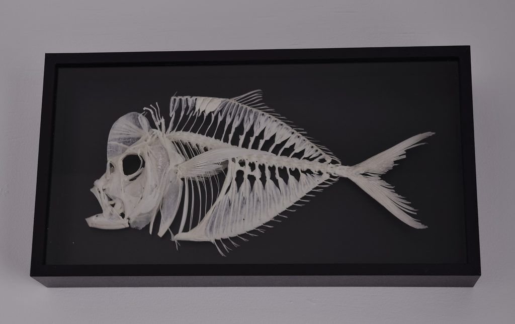 Skeleton Atlantic Moonfish - Bespoke Taxidermy