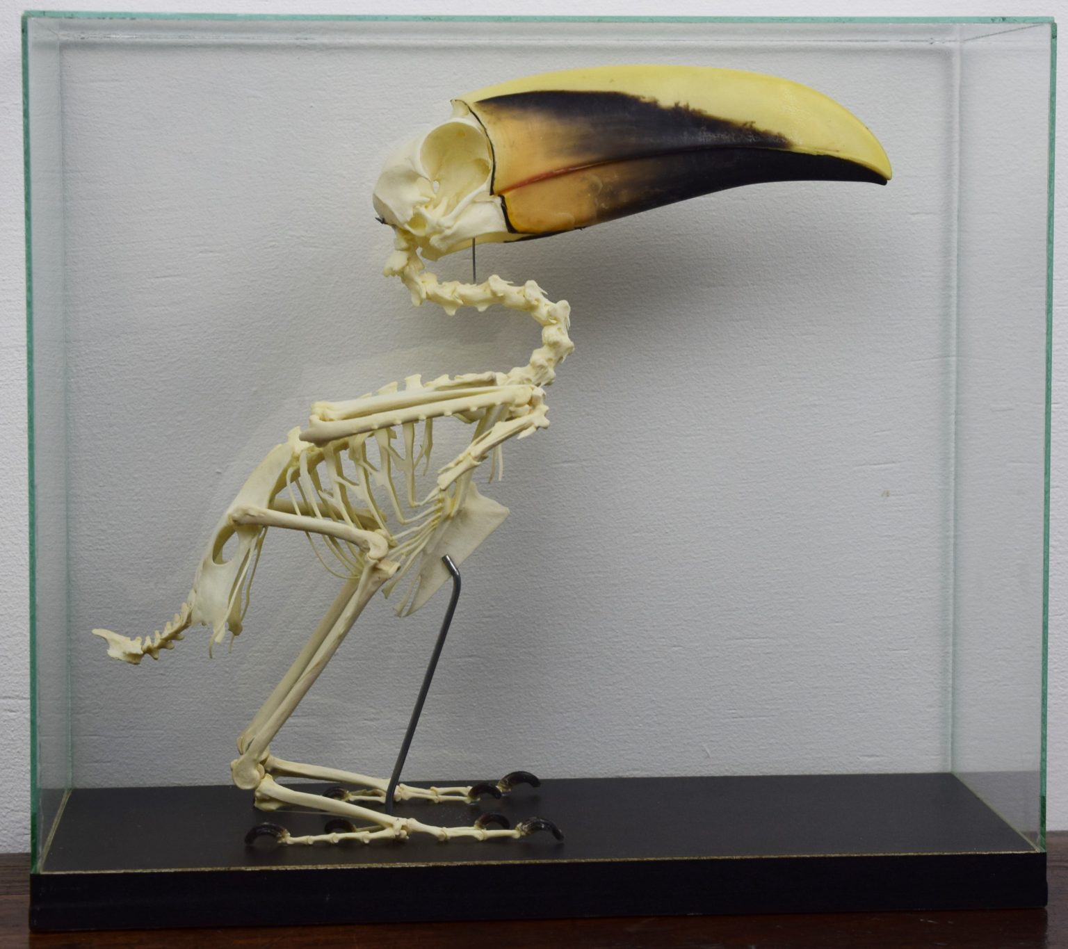 Skeleton Black-browed Albatross - Bespoke Taxidermy