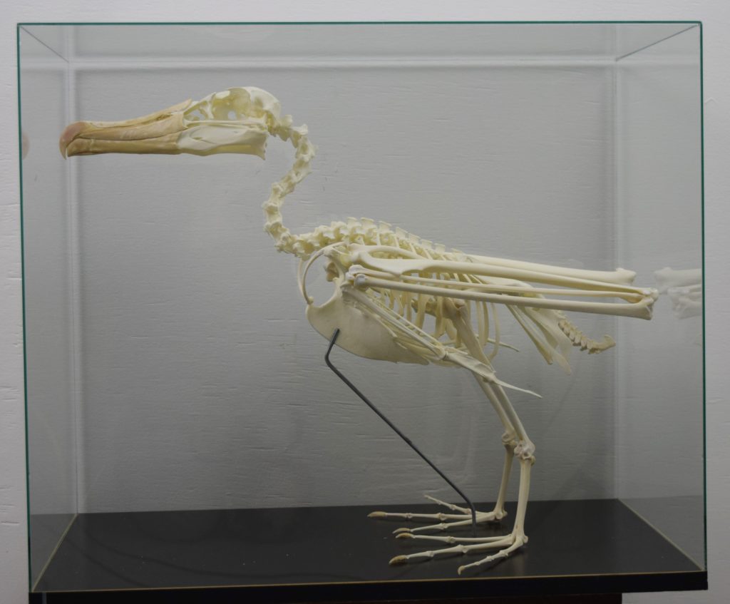 Lane snapper skeleton - Bespoke Taxidermy
