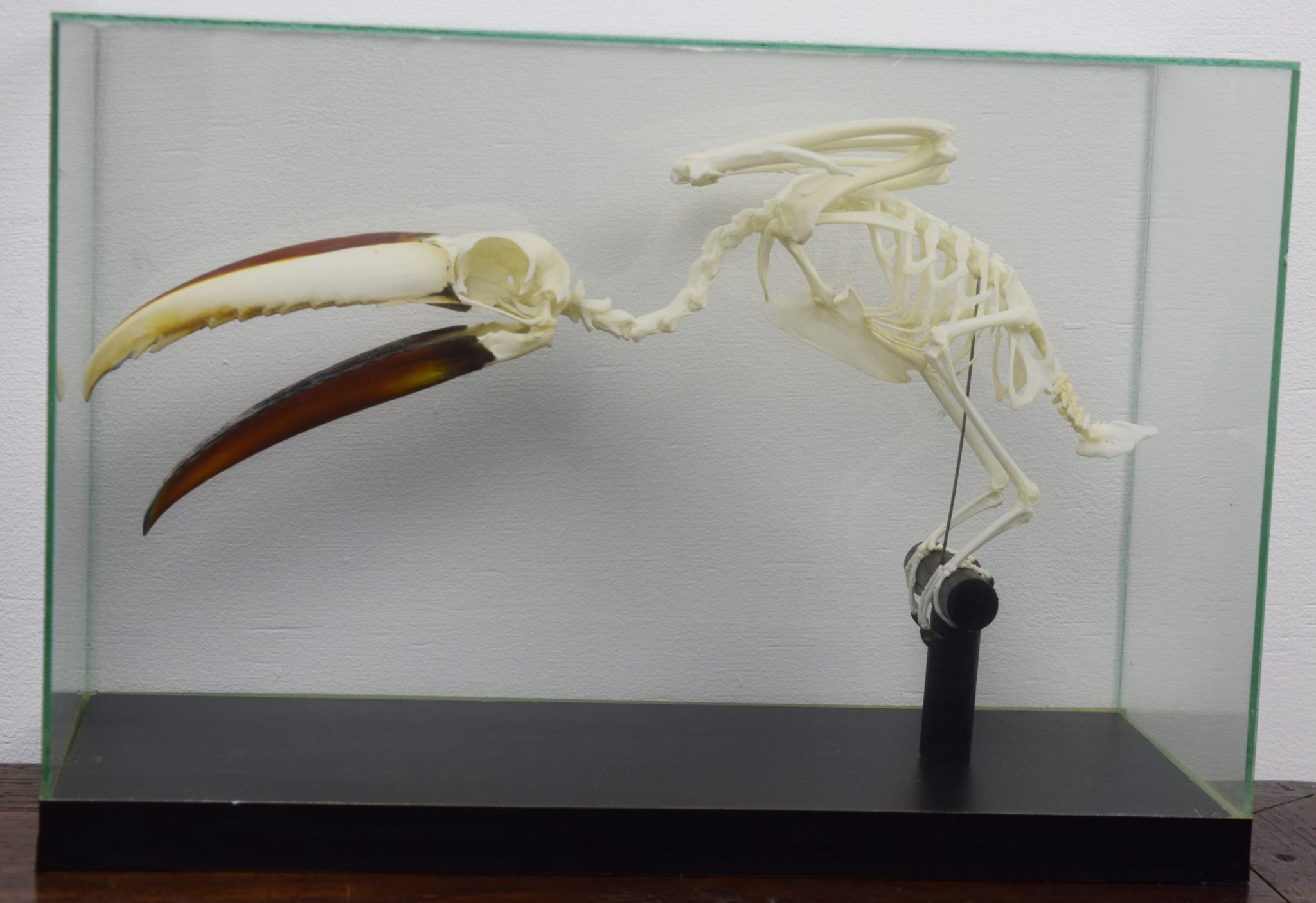 Skeleton Rainbow-billed Toucan - Bespoke Taxidermy