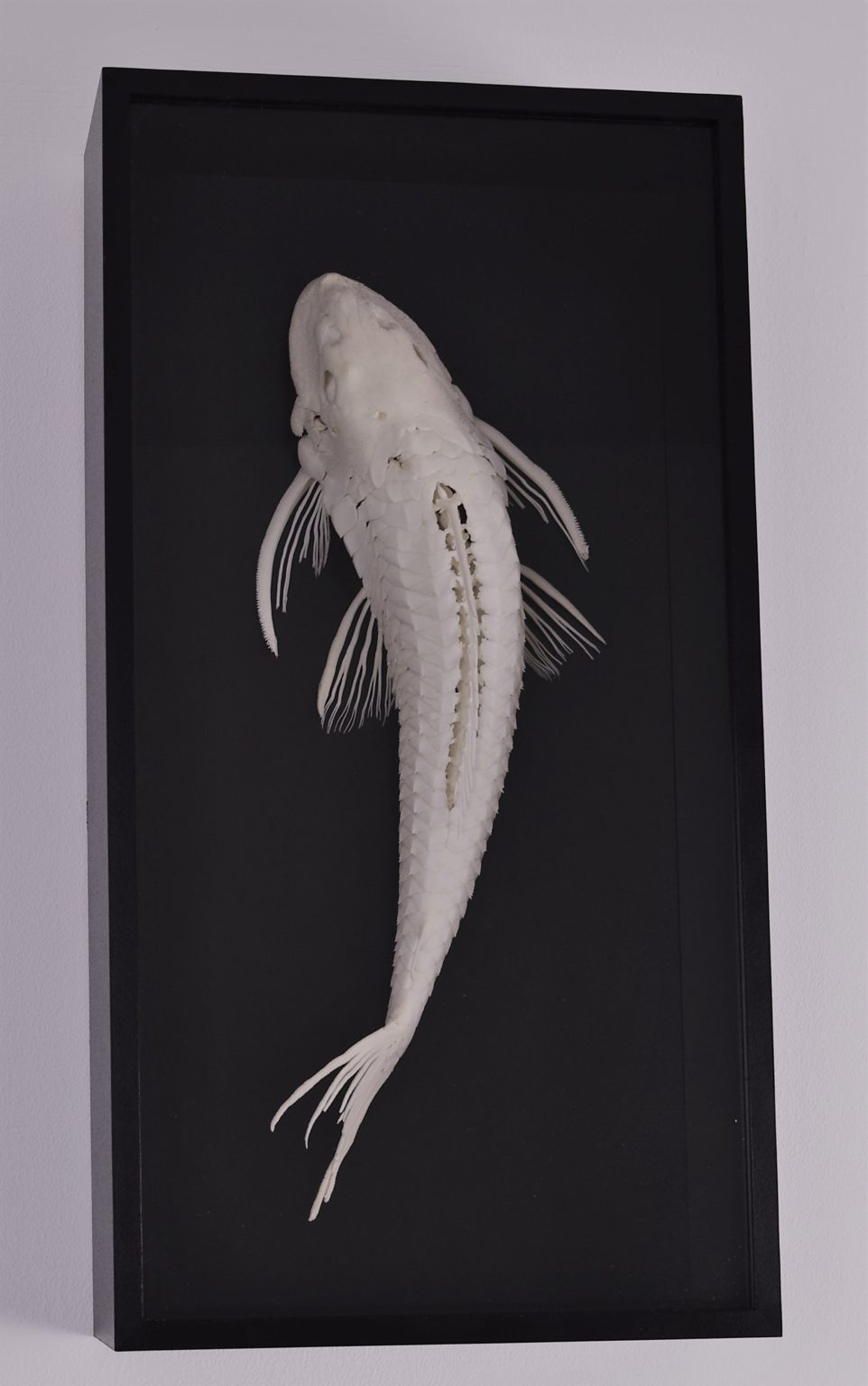 African armoured catfish skeleton Bespoke Taxidermy