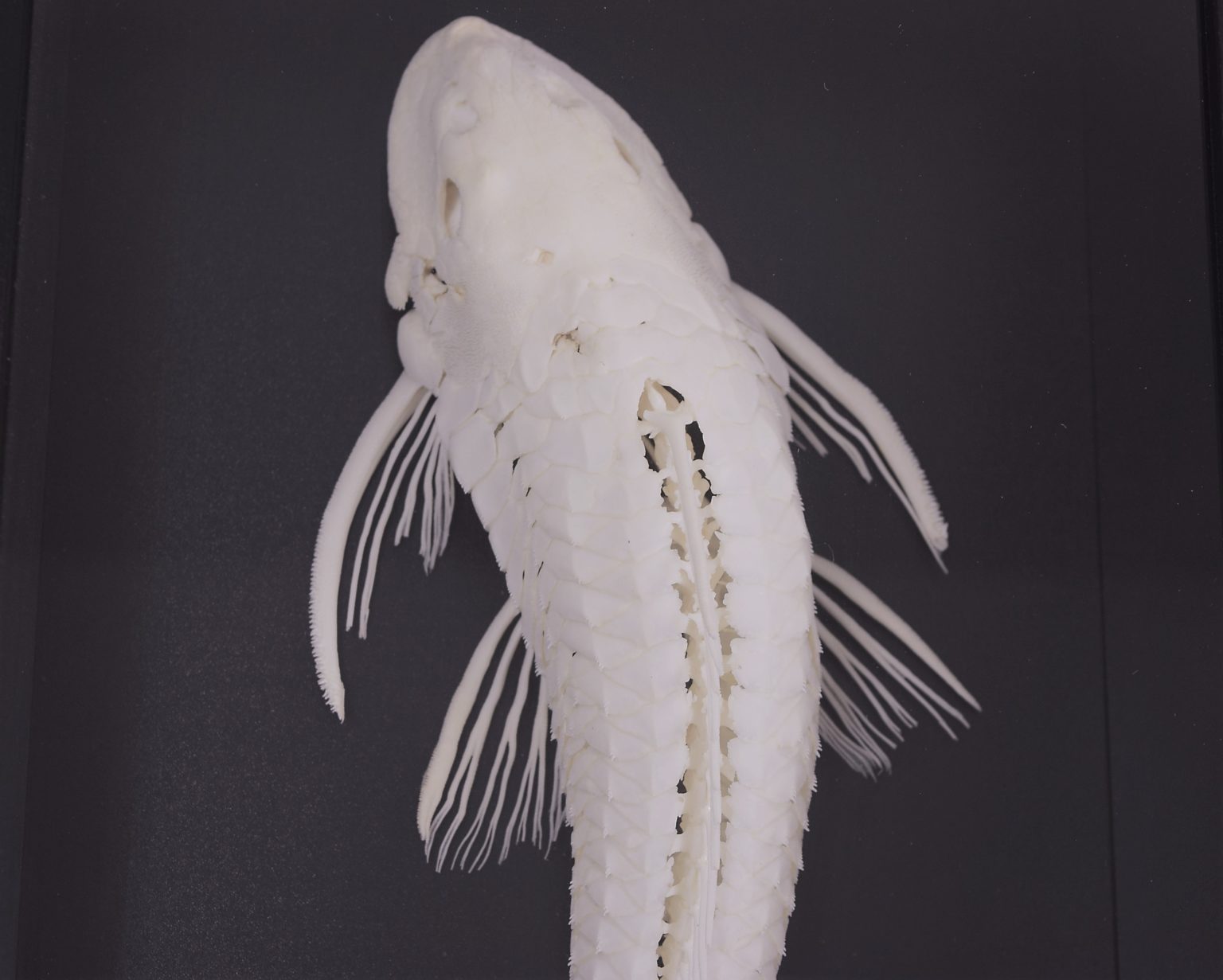 Skeleton African Armoured Catfish - Bespoke Taxidermy