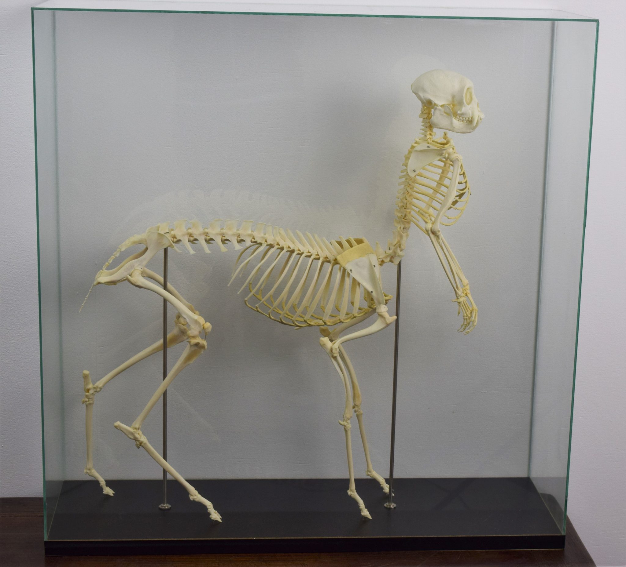 Skeleton Black-browed Albatross - Bespoke Taxidermy
