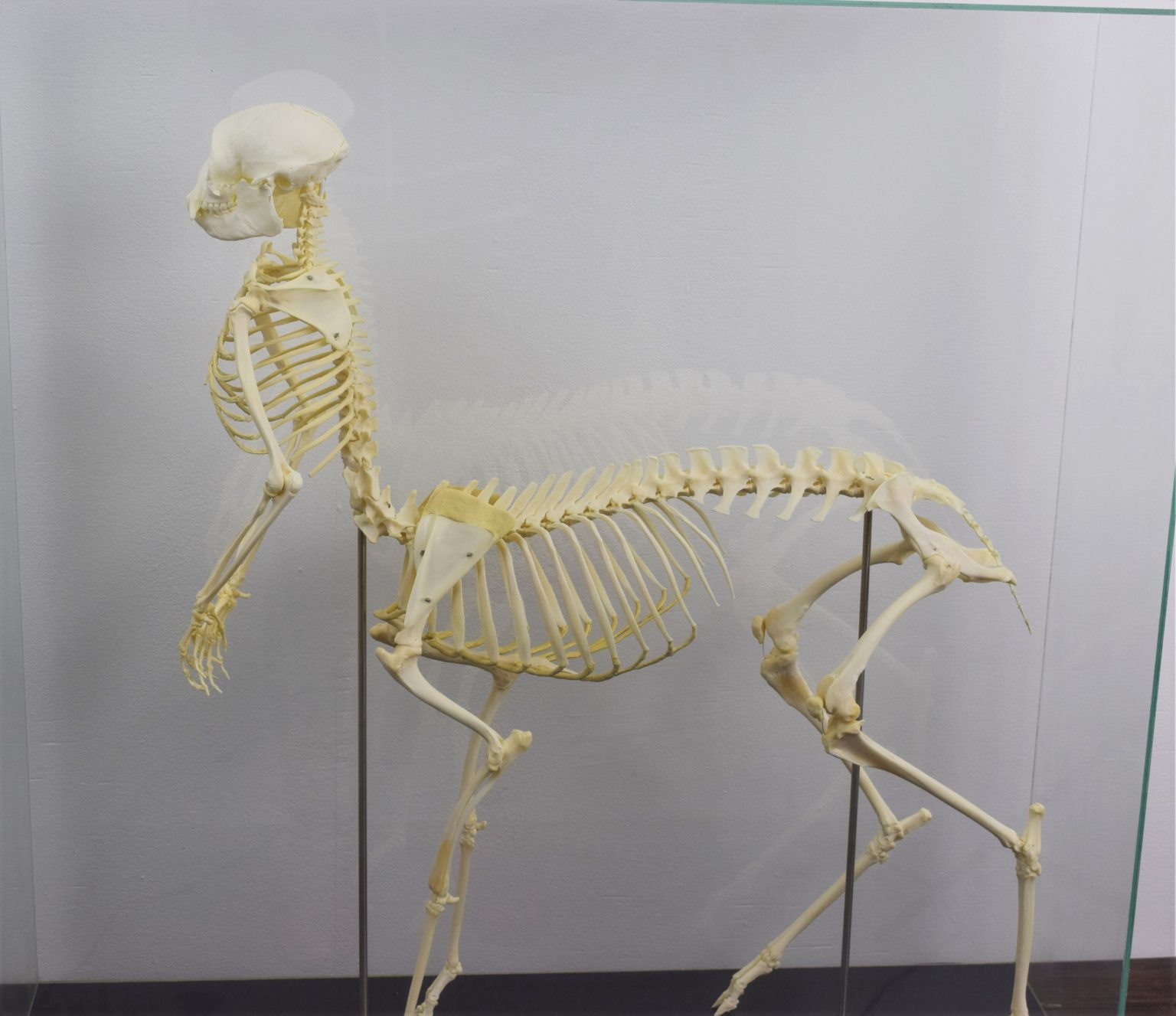Skeleton Centaur - Bespoke Taxidermy