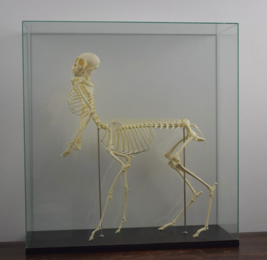 Skeleton Centaur - Bespoke Taxidermy