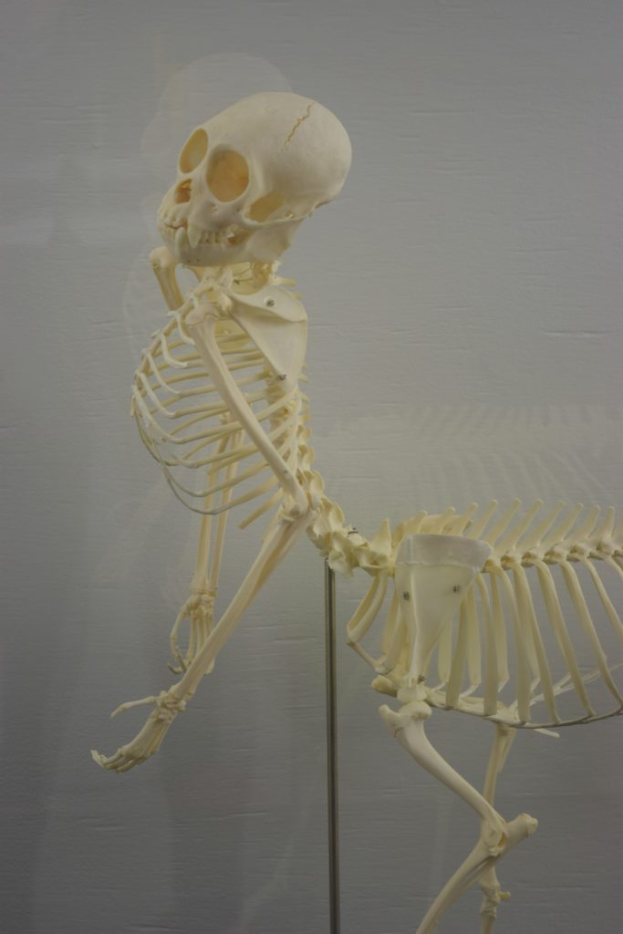 Skeleton Centaur - Bespoke Taxidermy