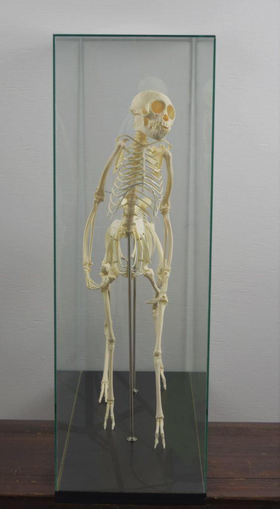 Skeleton Centaur - Bespoke Taxidermy