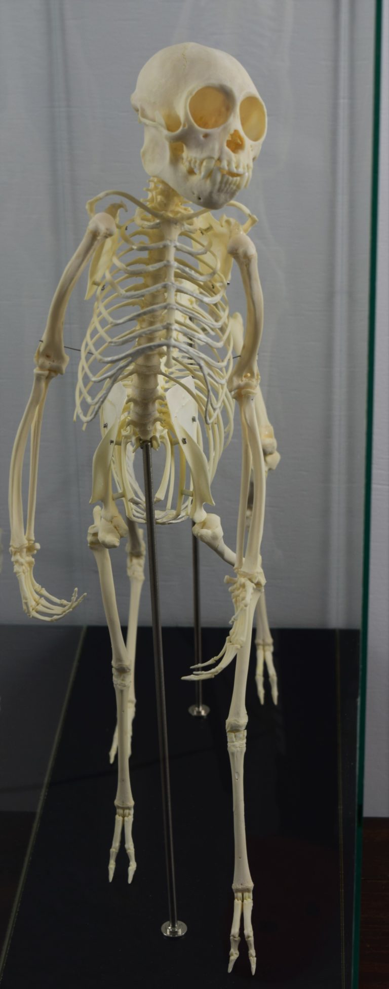 Skeleton Centaur - Bespoke Taxidermy