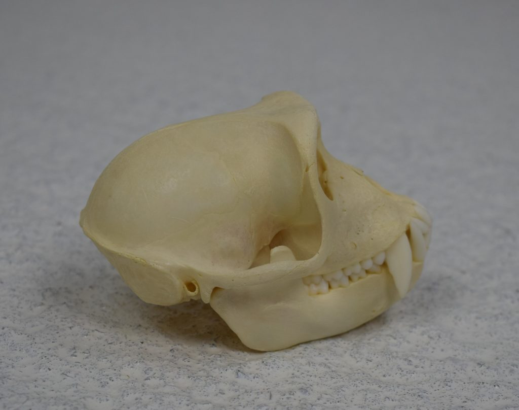 Skull Crab-eating Macaque Monkey - Bespoke Taxidermy