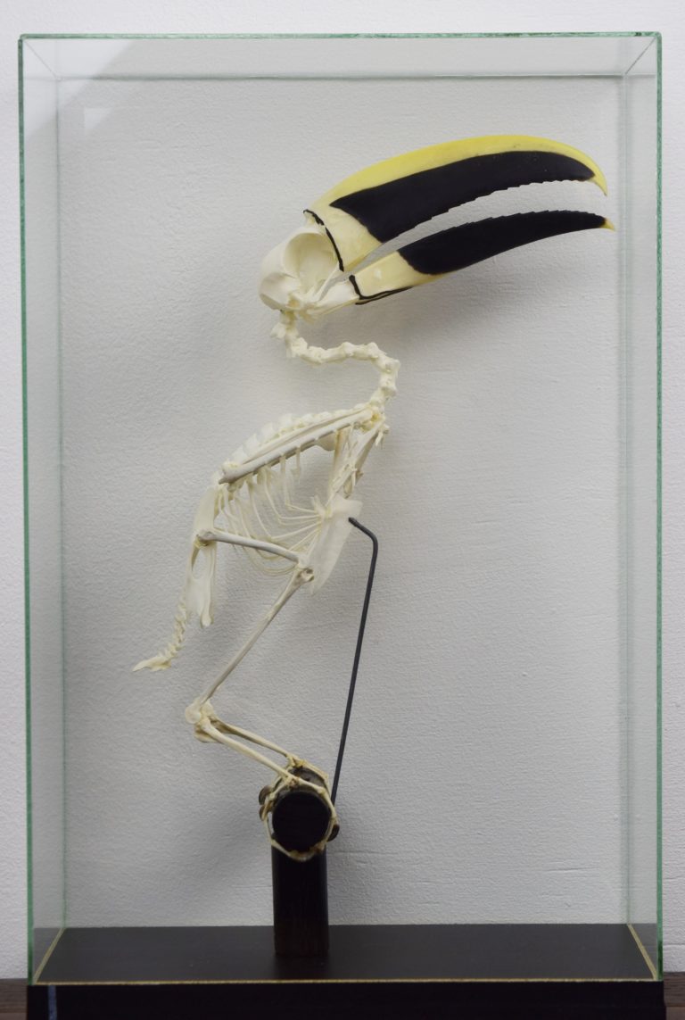 Skeletons Bespoke Taxidermy