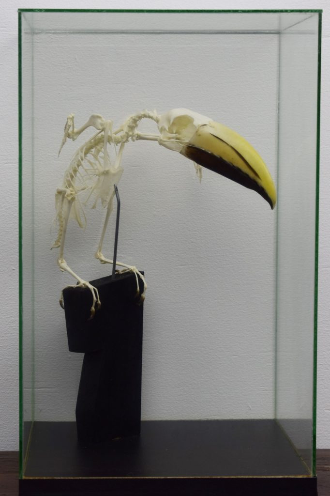 Skeleton Green Aracari - Bespoke Taxidermy