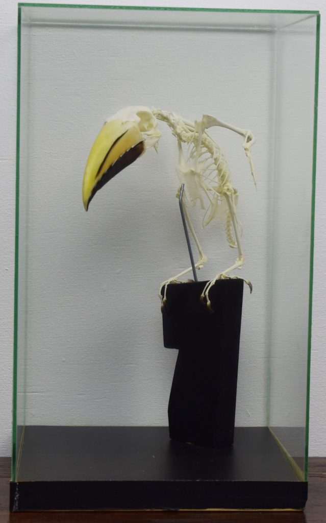 Skeleton Green Aracari - Bespoke Taxidermy
