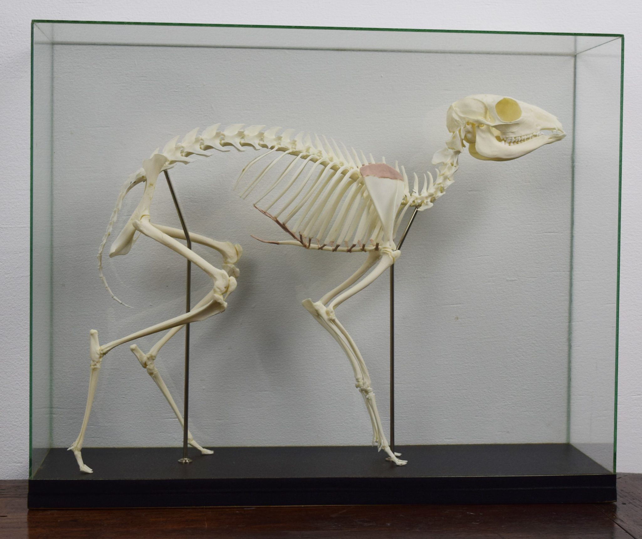 Black-browed albatross skeleton Bespoke Taxidermy