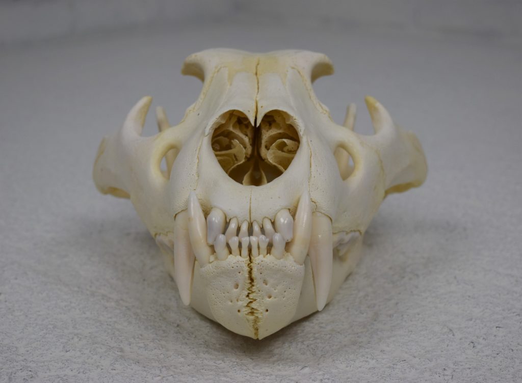 Rhesus macaque monkey skull Bespoke Taxidermy