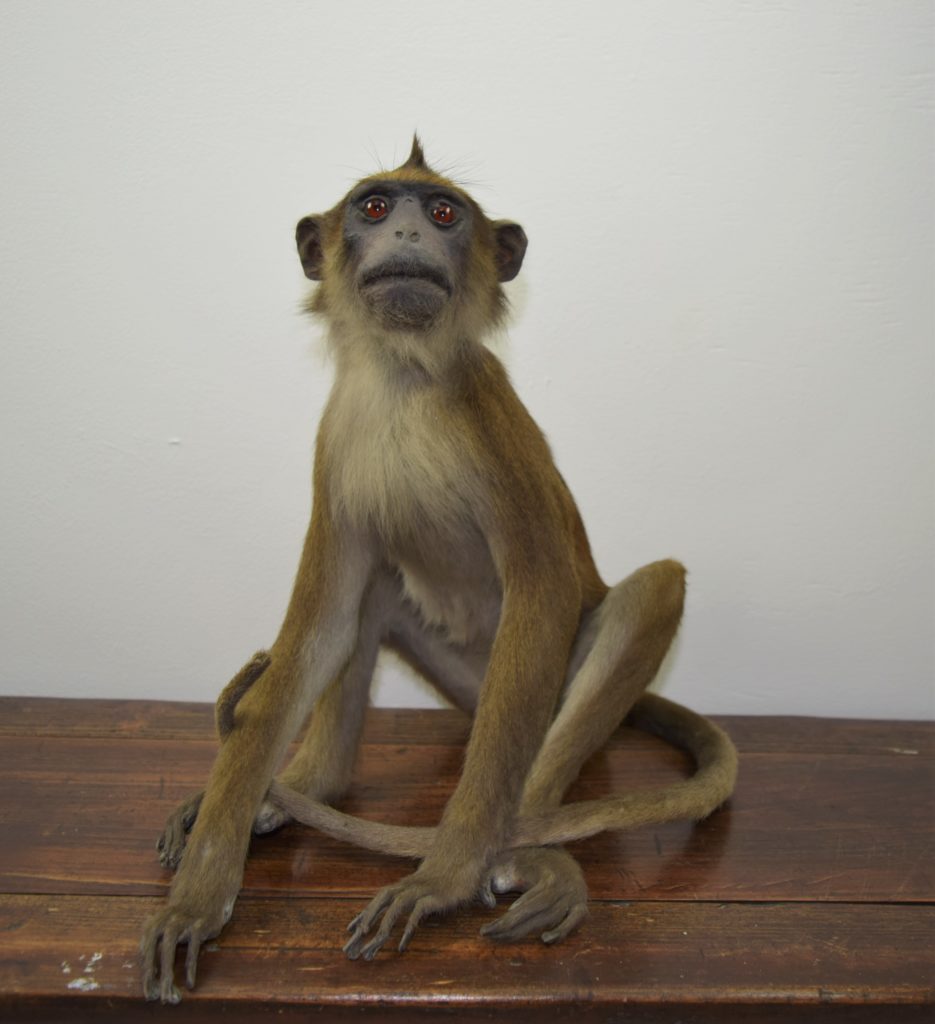 Taxidermy Vervet monkey - Bespoke Taxidermy