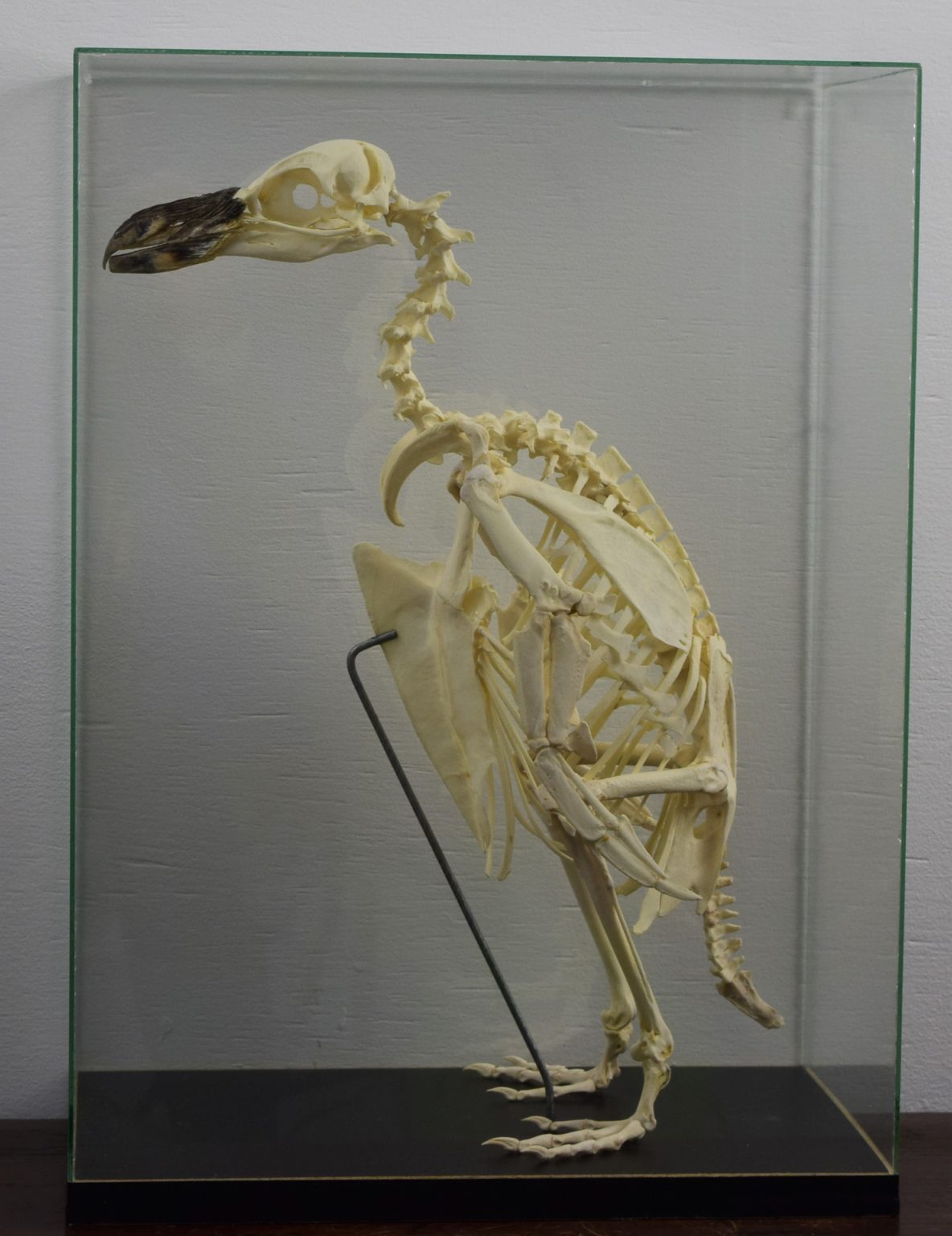Yellow armadillo skeleton - Bespoke Taxidermy