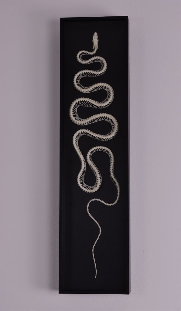 Skeleton Python - Bespoke Taxidermy