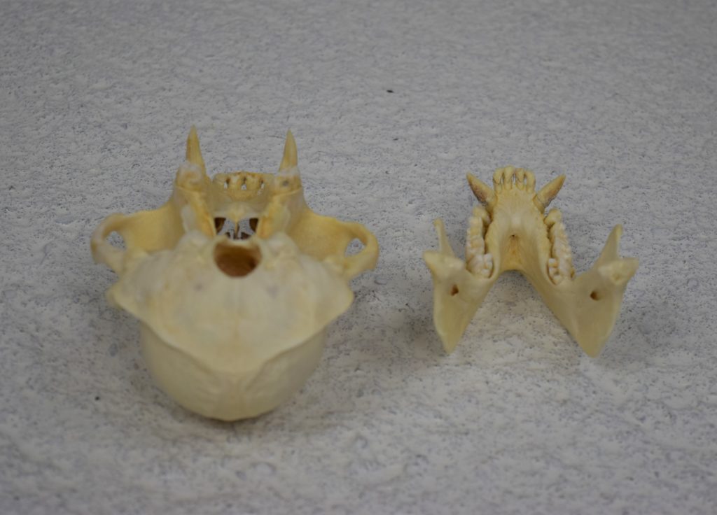 Skull Rhesus Macaque Monkey - Bespoke Taxidermy