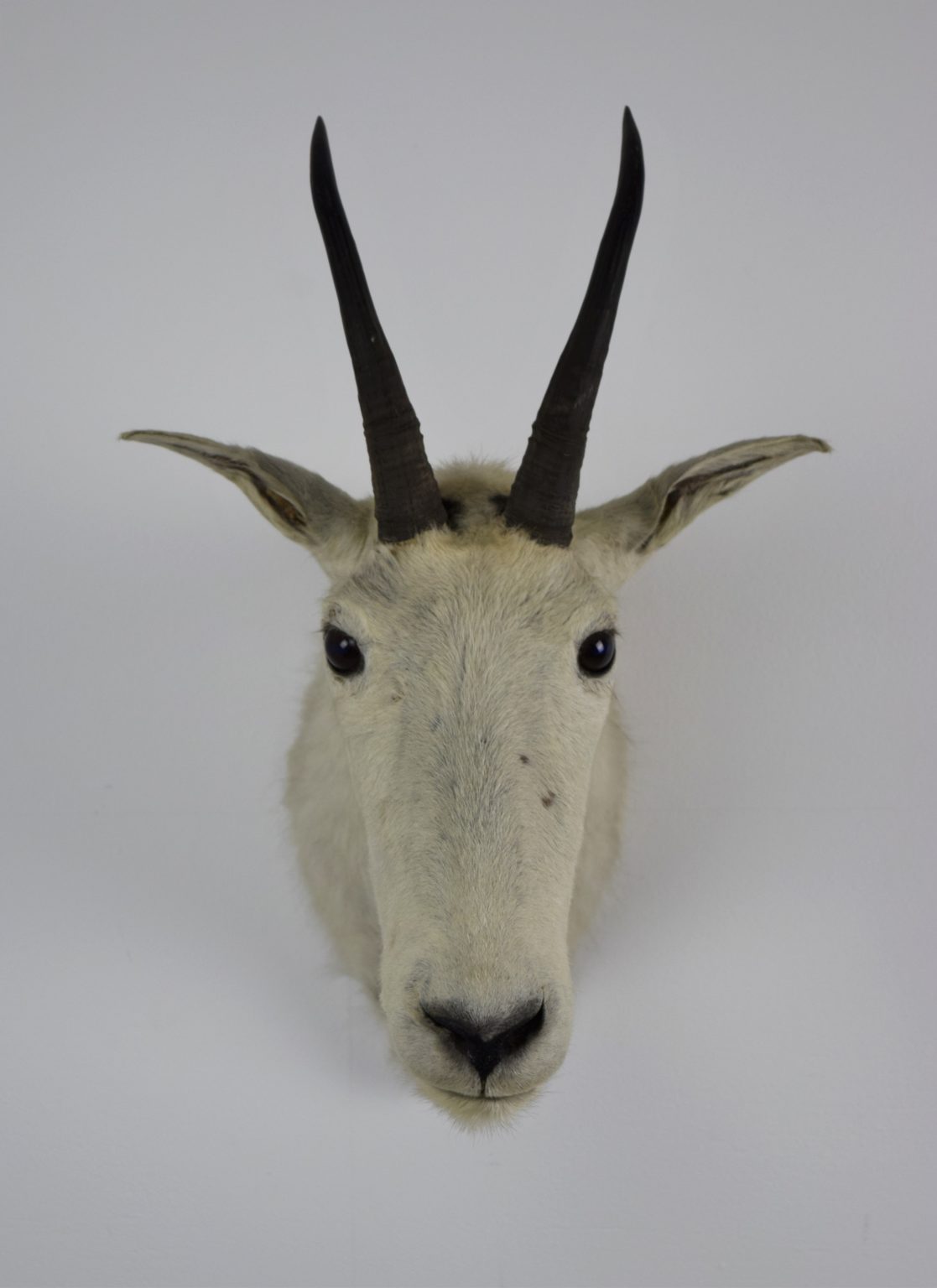 Taxidermy Head Mount Snow Goat - Bespoke Taxidermy