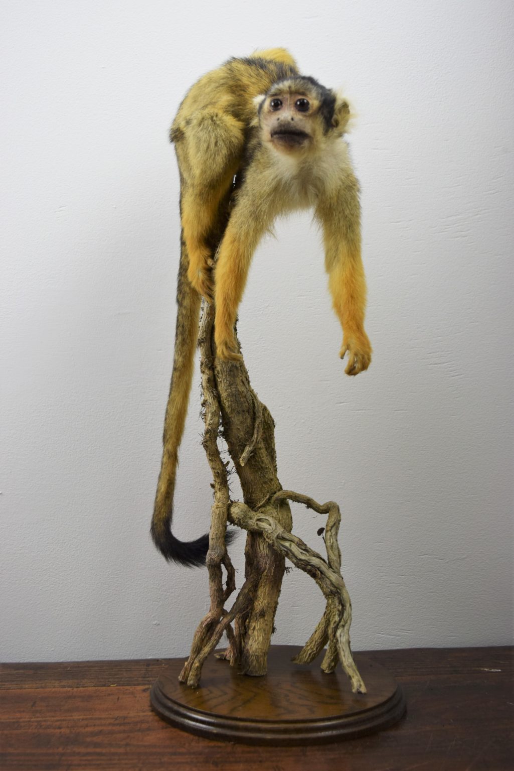 Mammals Bespoke Taxidermy