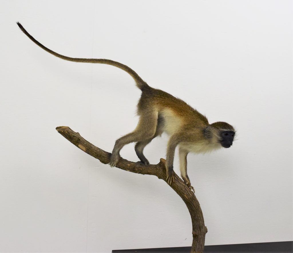 Taxidermy Vervet Monkey - Bespoke Taxidermy