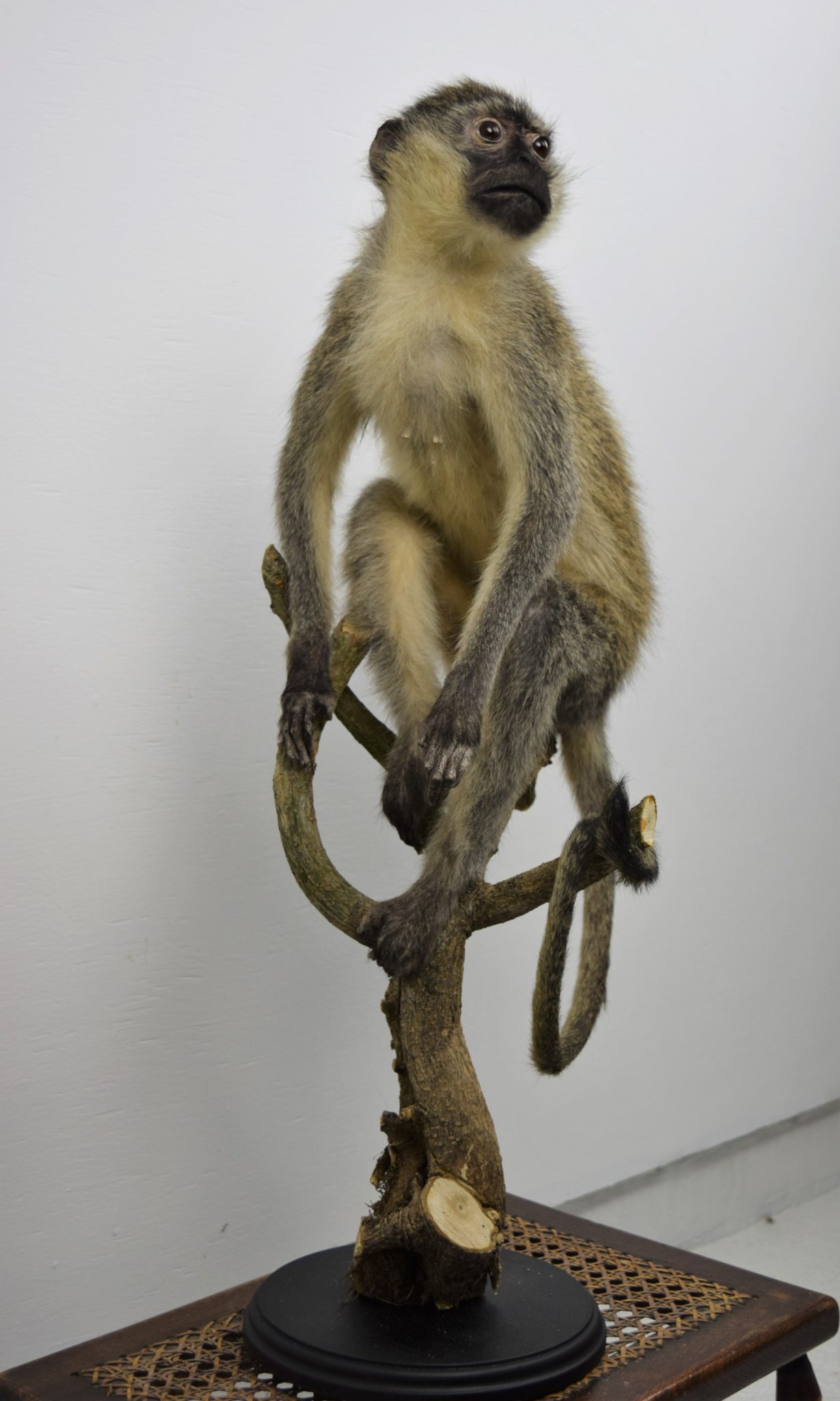 Taxidermy Vervet Monkey - Bespoke Taxidermy
