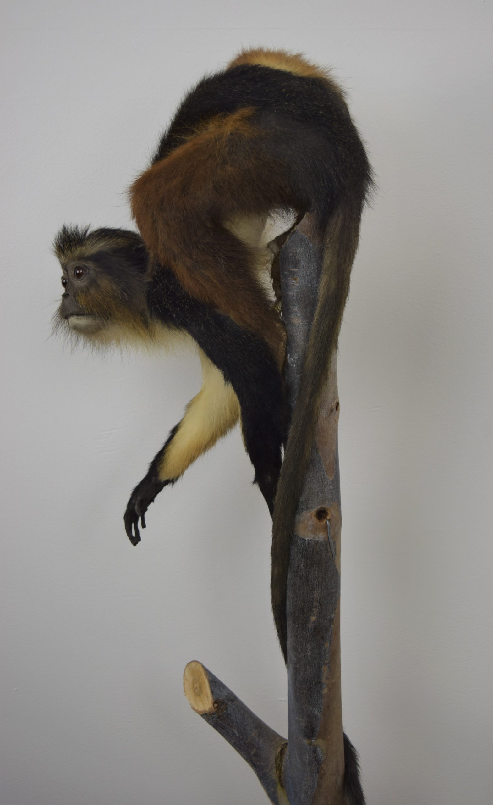 Taxidermy Vervet monkey Bespoke Taxidermy