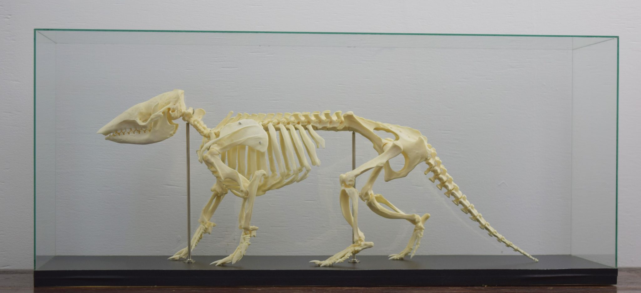 Yellow armadillo skeleton Bespoke Taxidermy