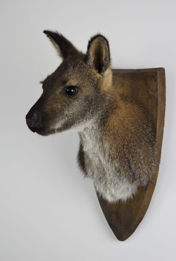 Taxidermy Bennett’s Wallaby Head Mount - Bespoke Taxidermy