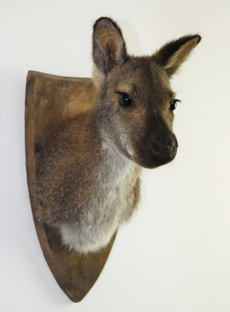 Taxidermy Bennett’s Wallaby Head Mount - Bespoke Taxidermy