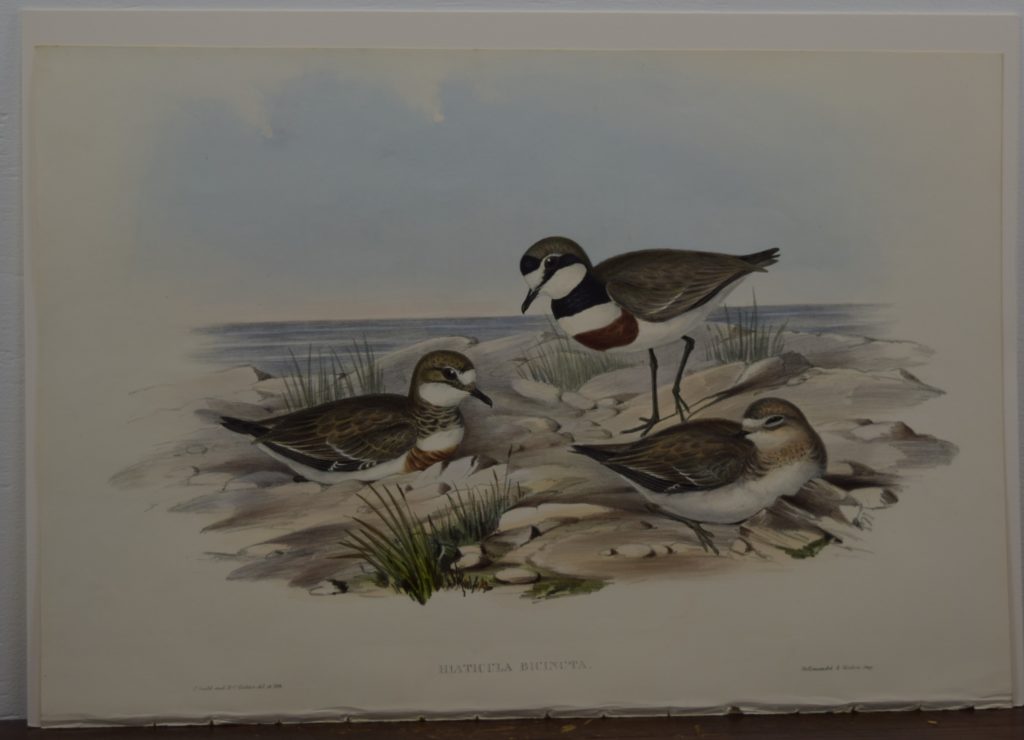 John Gould Print - Bespoke Taxidermy