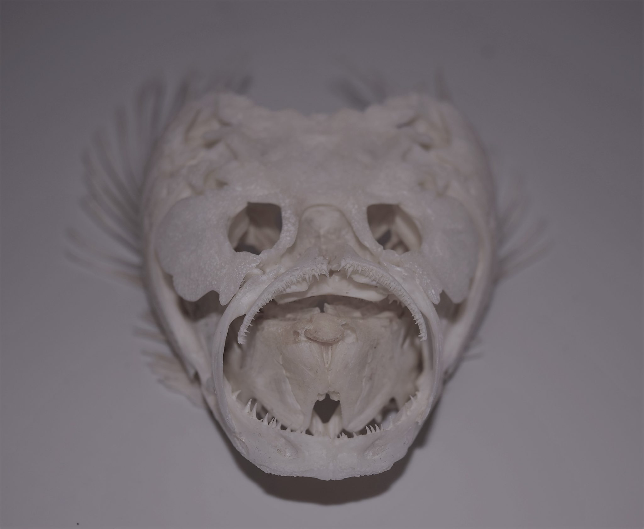 Skull Atlantic Stargazer Fish - Bespoke Taxidermy