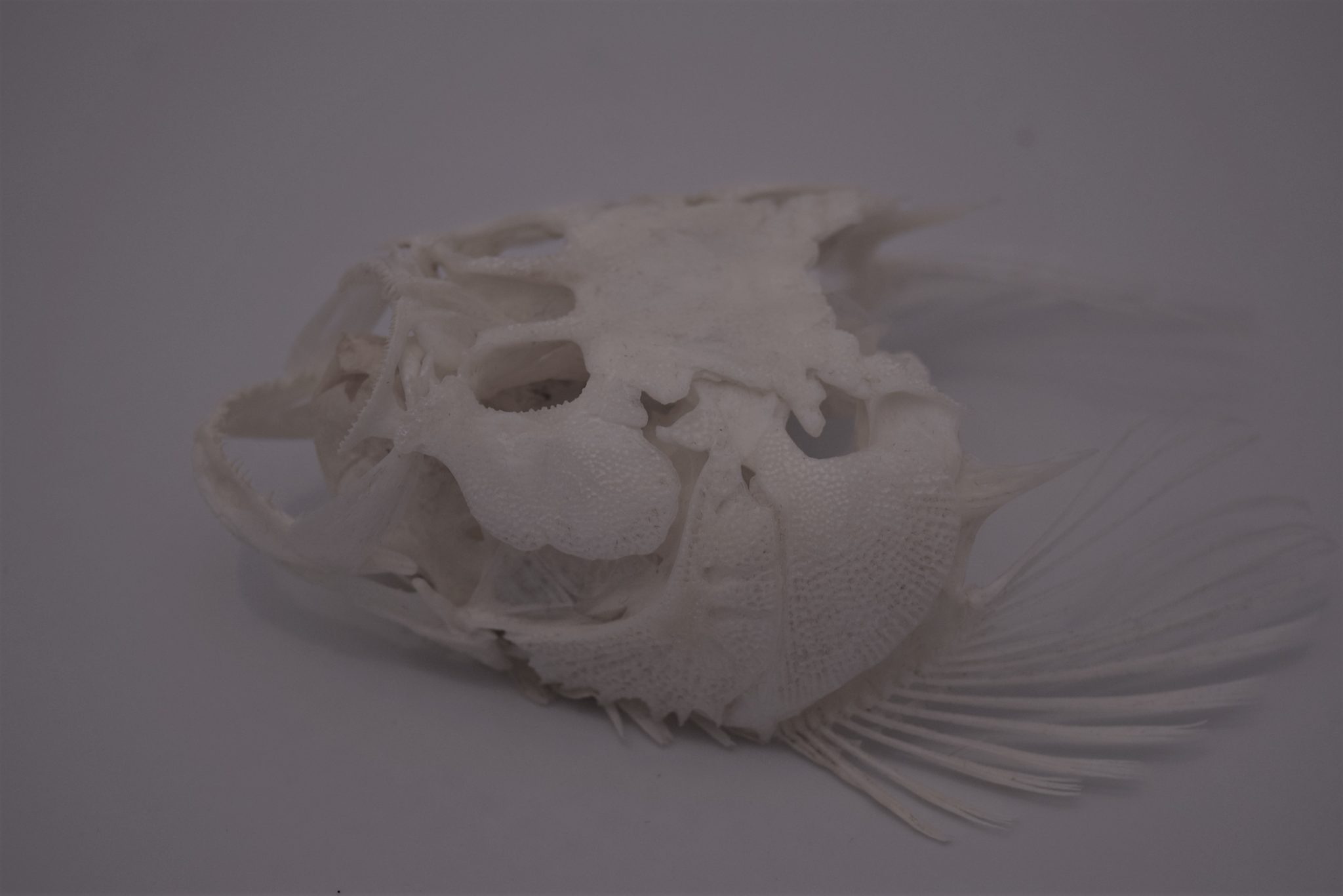 Skull Atlantic Stargazer Fish - Bespoke Taxidermy