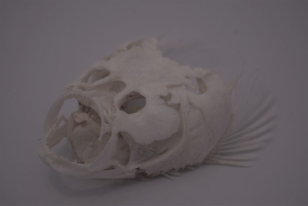 Skull Atlantic Stargazer Fish - Bespoke Taxidermy