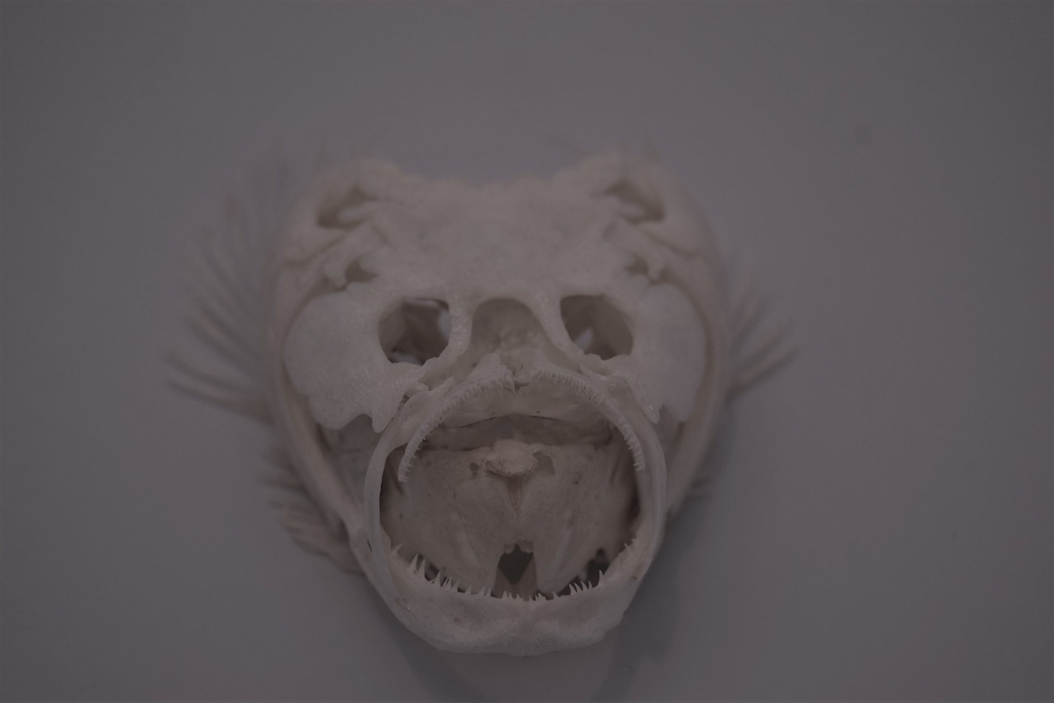 Skull Atlantic Stargazer Fish - Bespoke Taxidermy