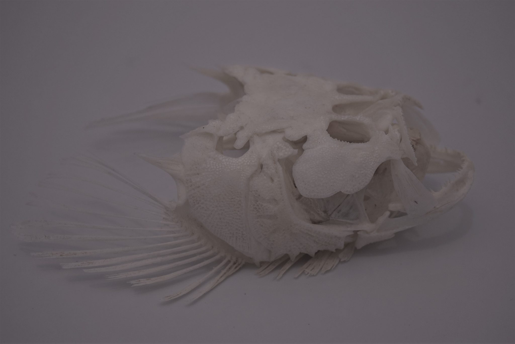 Skull Atlantic Stargazer Fish - Bespoke Taxidermy
