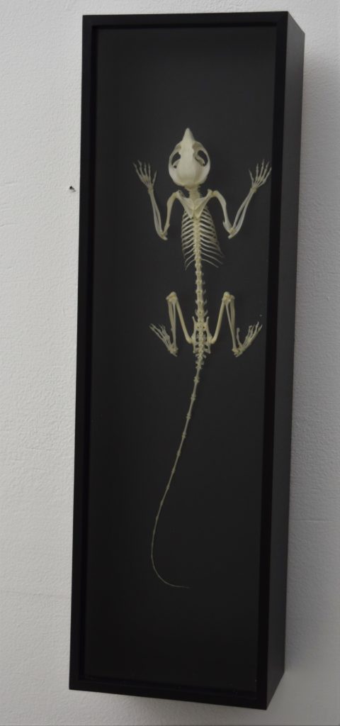 Skeleton Australian Sugarglider - Bespoke Taxidermy