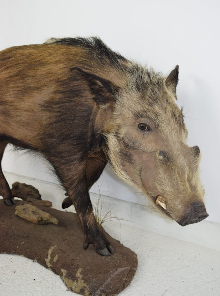 Taxidermy African Bushpig - Bespoke Taxidermy