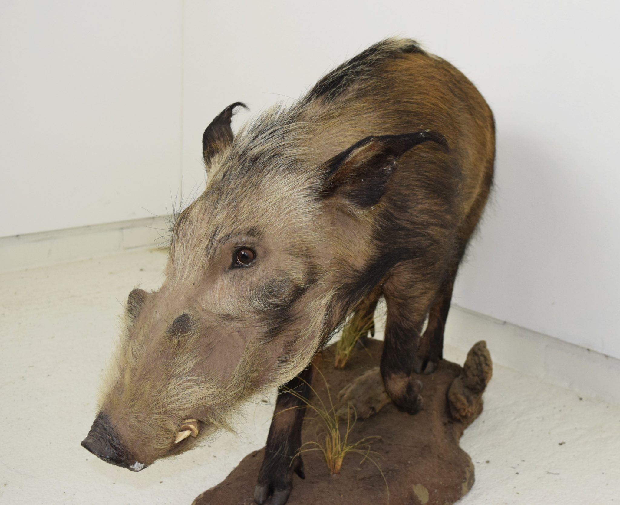 Taxidermy African Bushpig - Bespoke Taxidermy