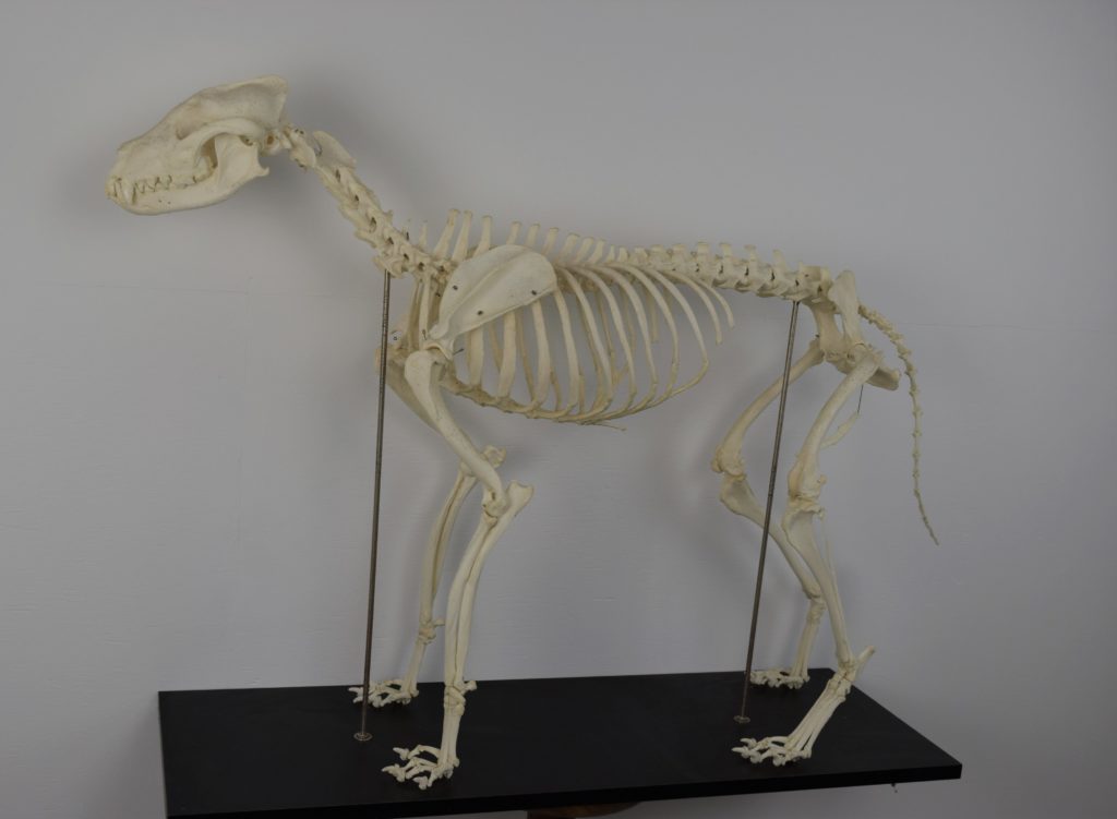 Skeletons Bespoke Taxidermy