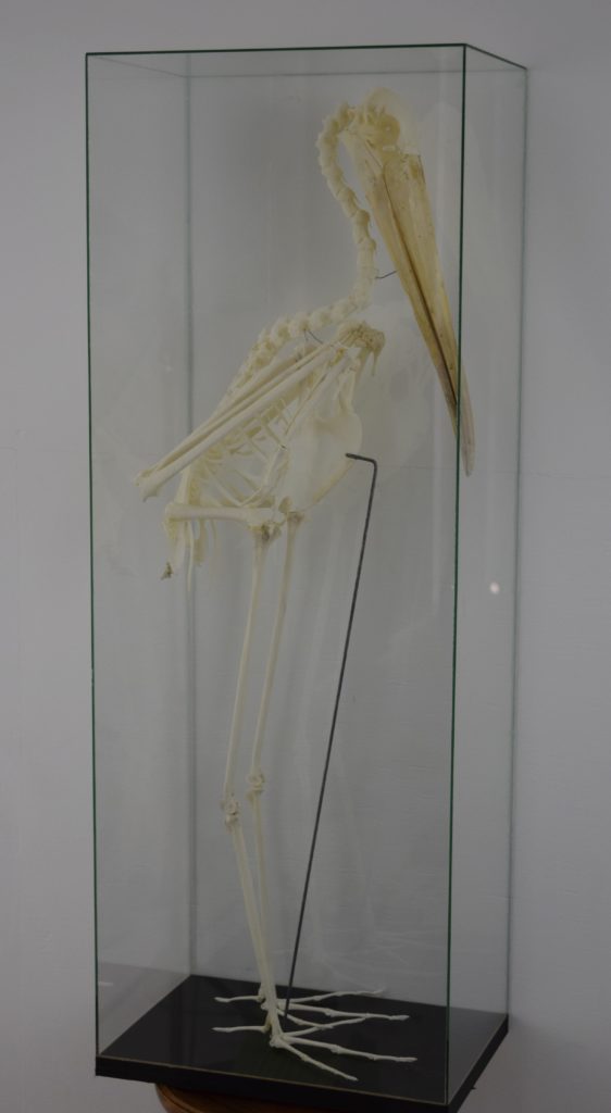 Skeleton African Wood Stork - Bespoke Taxidermy