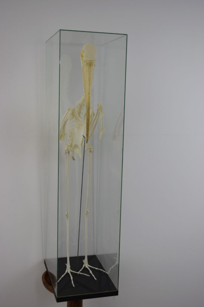 Skeleton African Wood Stork - Bespoke Taxidermy