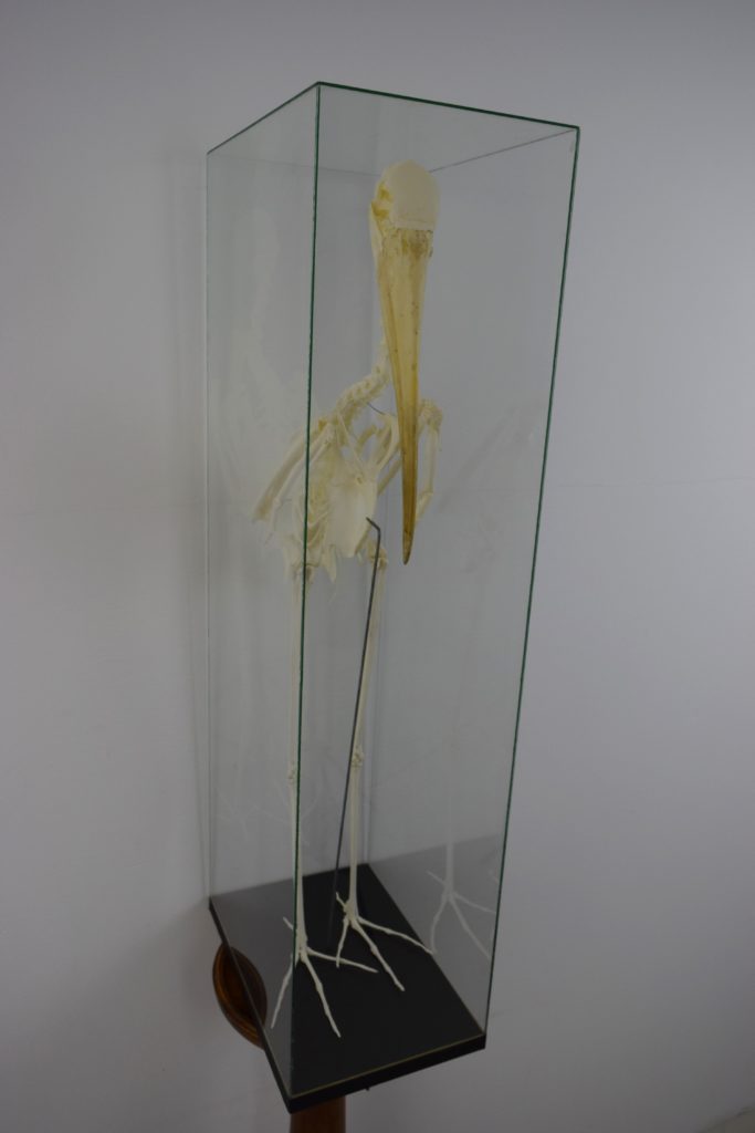 Skeleton African Wood Stork - Bespoke Taxidermy