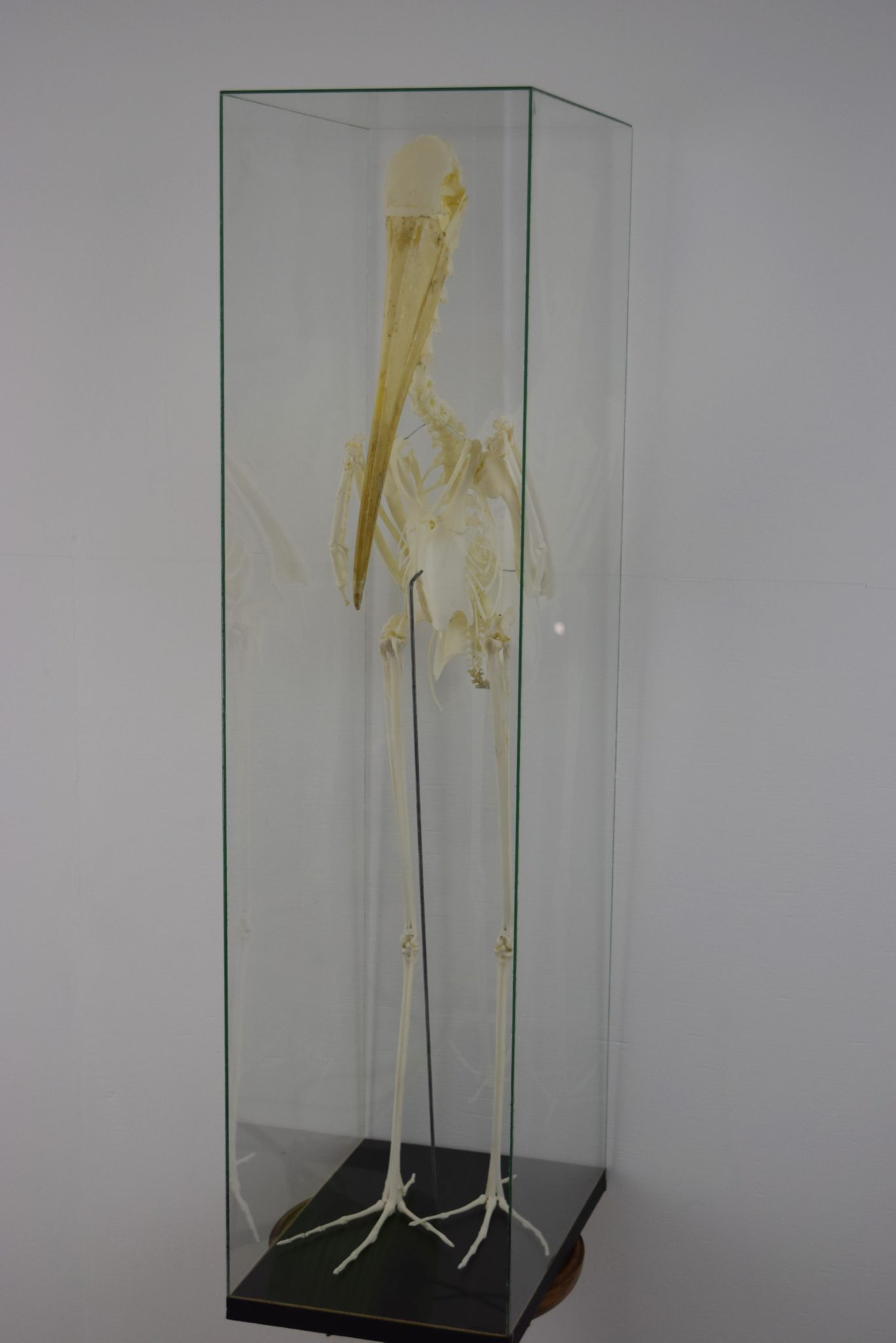 Skeleton African Wood Stork - Bespoke Taxidermy