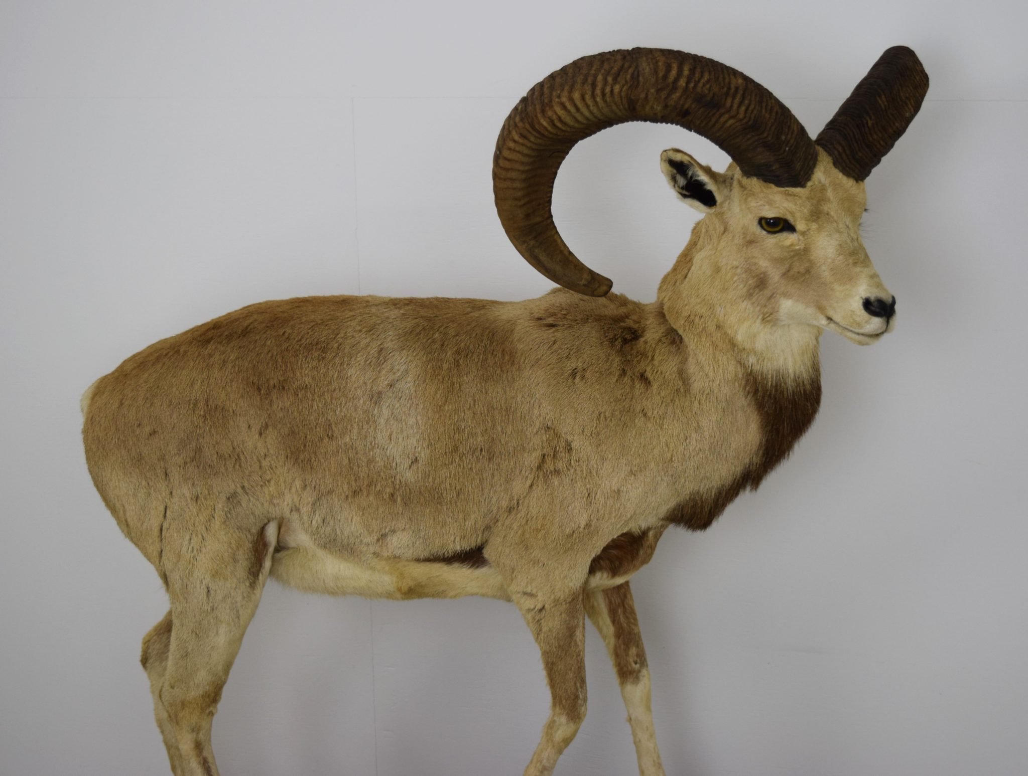 Taxidermy Armenian Wild Sheep - Bespoke Taxidermy