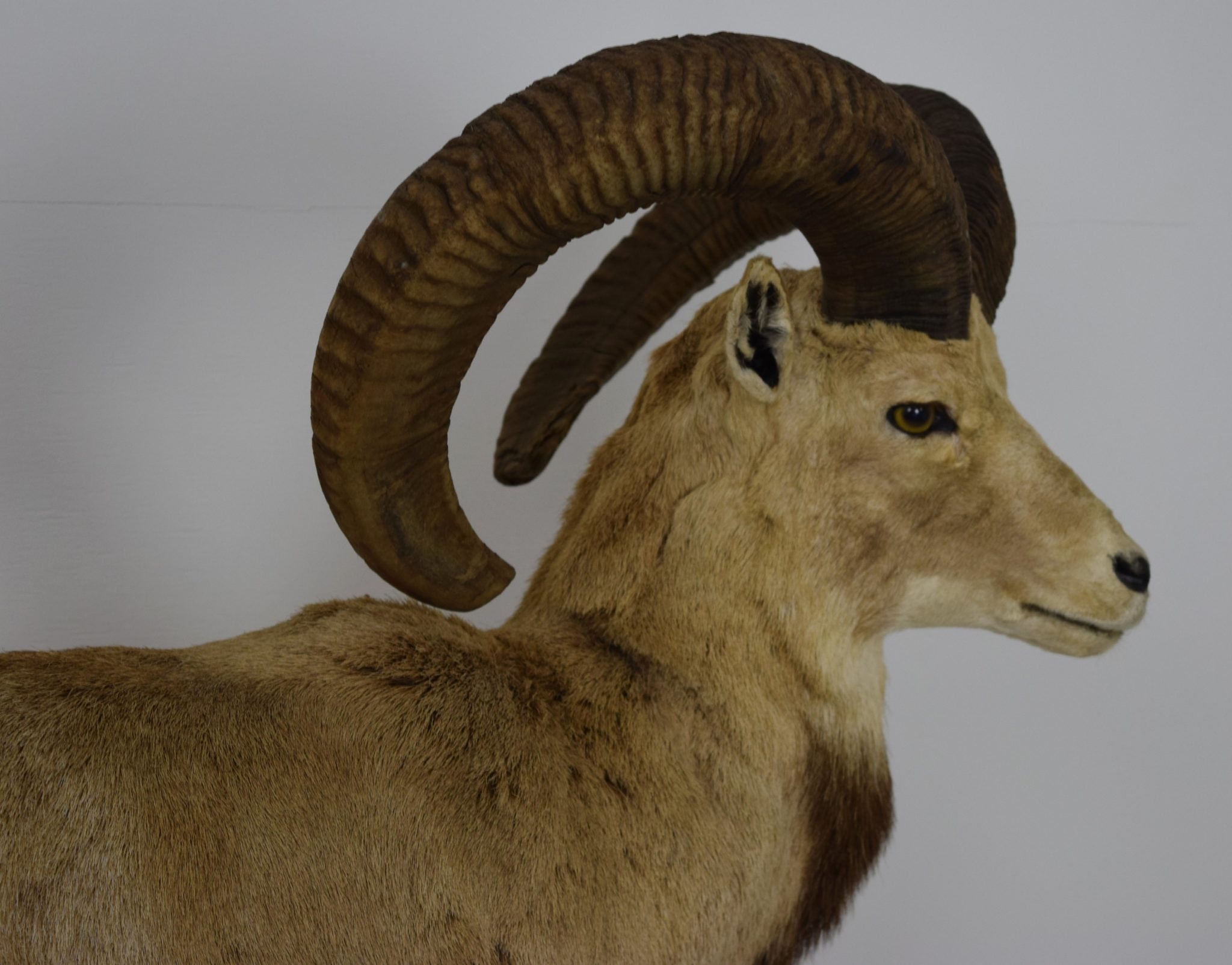 Taxidermy Armenian Wild Sheep - Bespoke Taxidermy